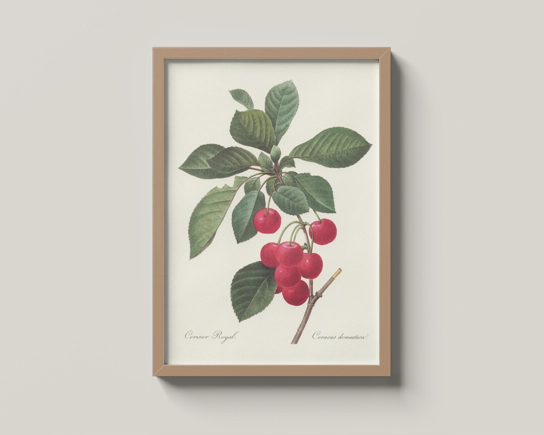 Cherry Botanical Wall Art Printable – Vintage Fruit Print – Botanical ...