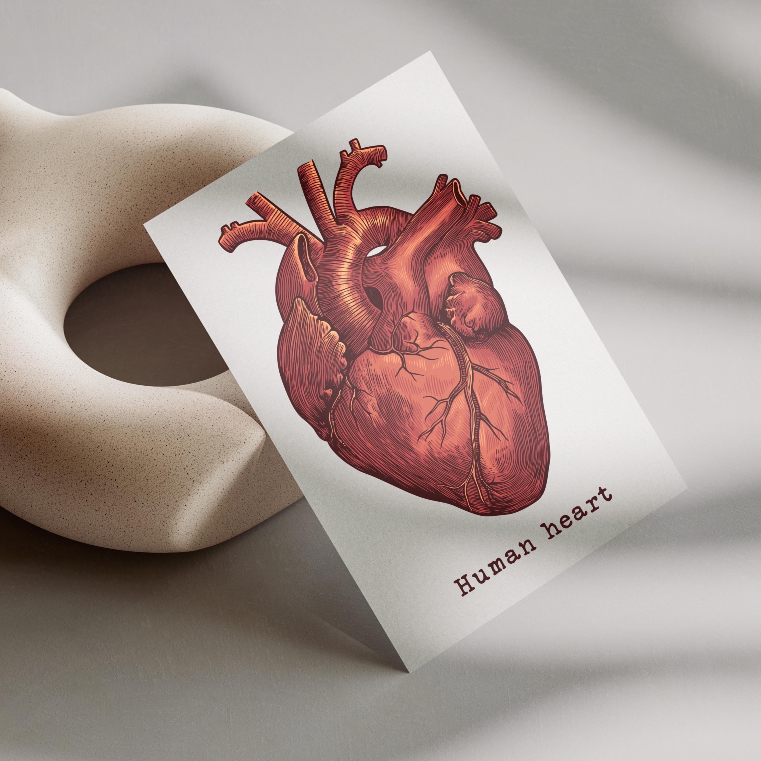 Anatomical Heart Illustration - Vintage Hand Drawn Engraving, Realistic ...