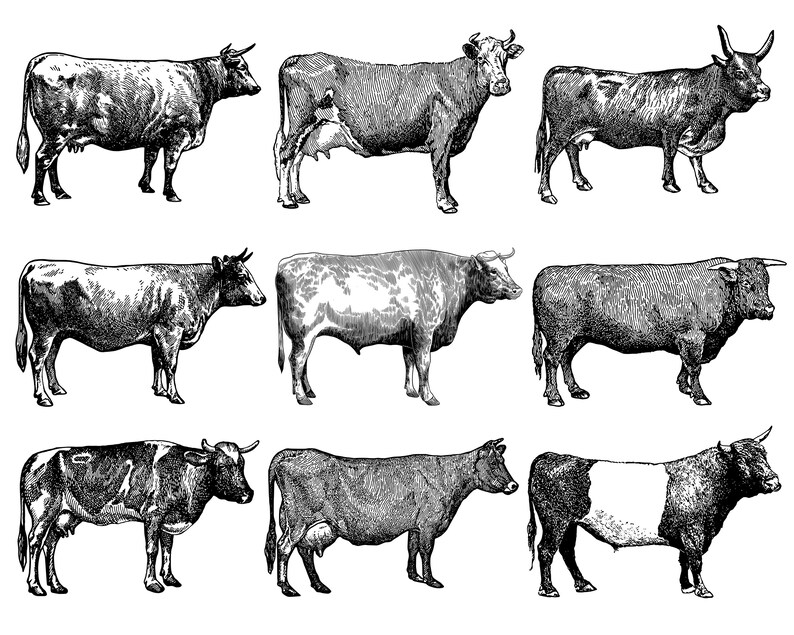 Vintage Farm Animal Clipart Bundle - SVG PNG Farmhouse Animal ...