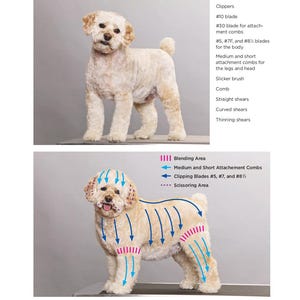 DIY Dog Grooming : Step-by-step Pet Grooming Tips (PDF Guide) - Etsy
