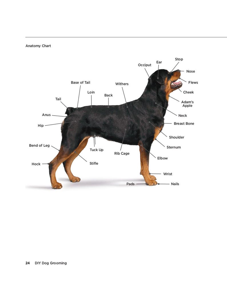 DIY Dog Grooming: A Complete Step-by-step Guide for Pet Owners, Pet ...