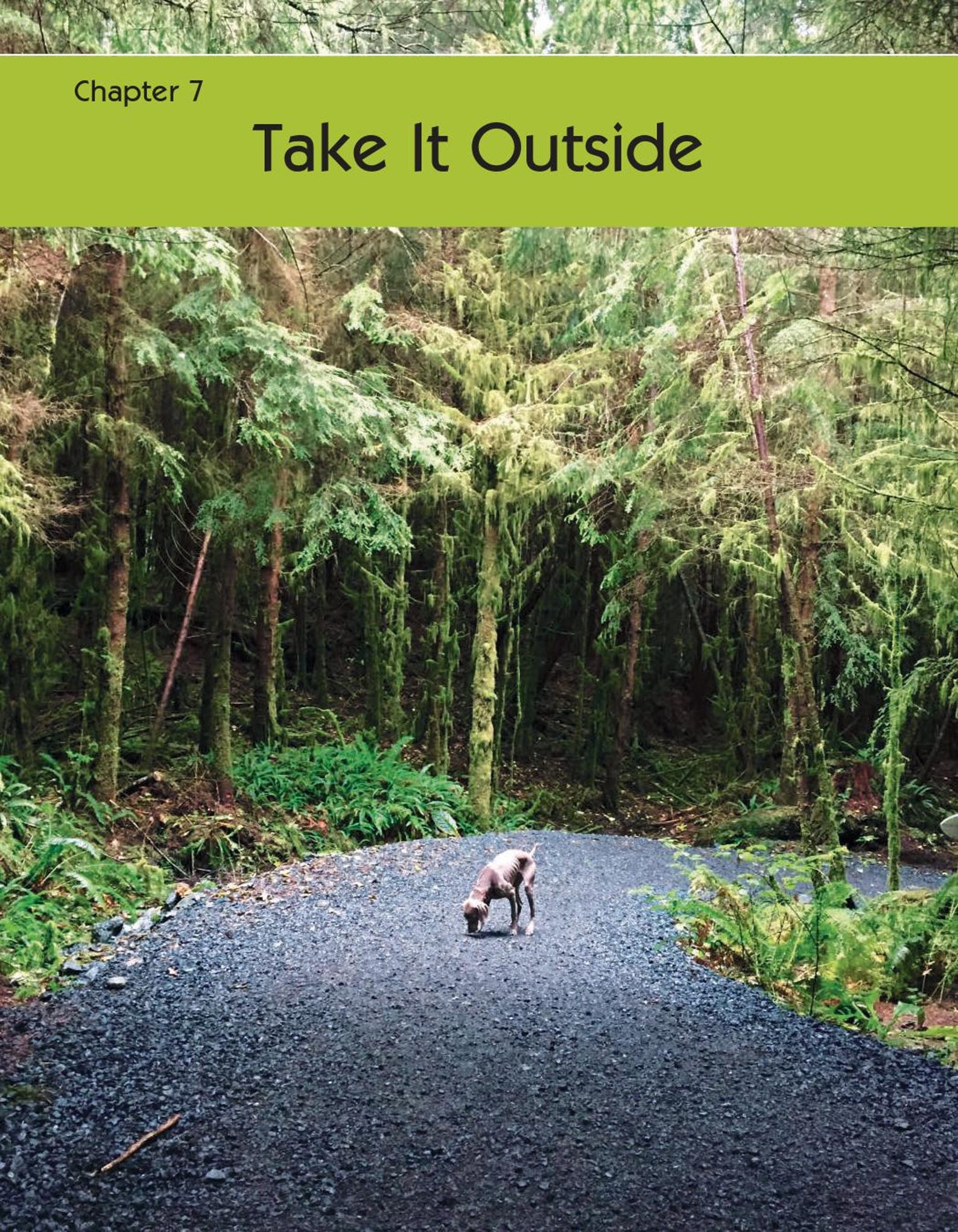 The Ultimate Dog Training Guide: Step-by-step Companion Training (PDF ...