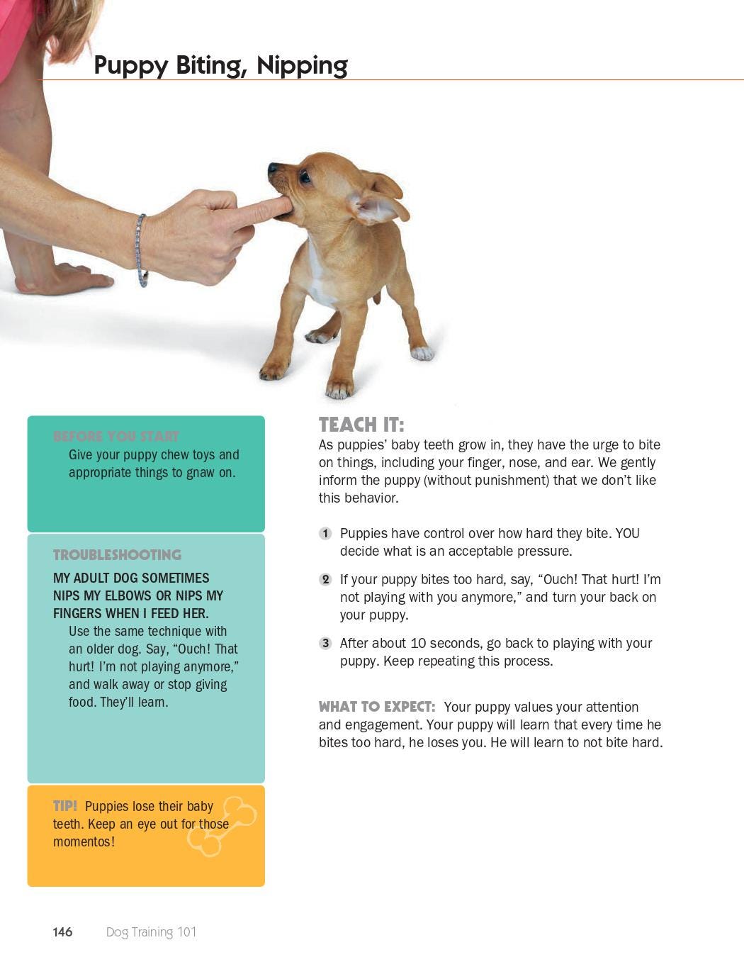 The Ultimate Dog Training Guide: Step-by-step Companion Training (PDF ...