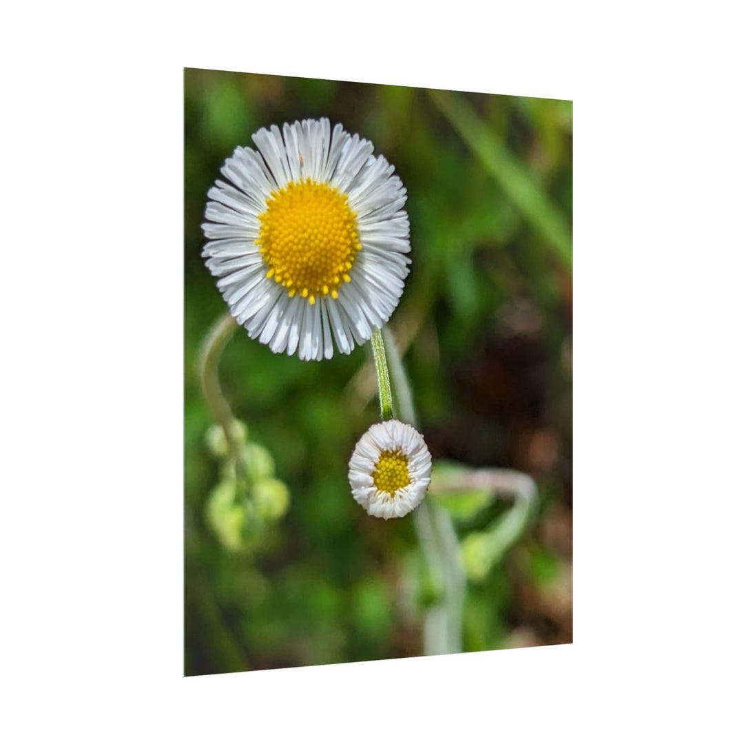 Daisy Flower Poster, Flower Photo Art - Etsy
