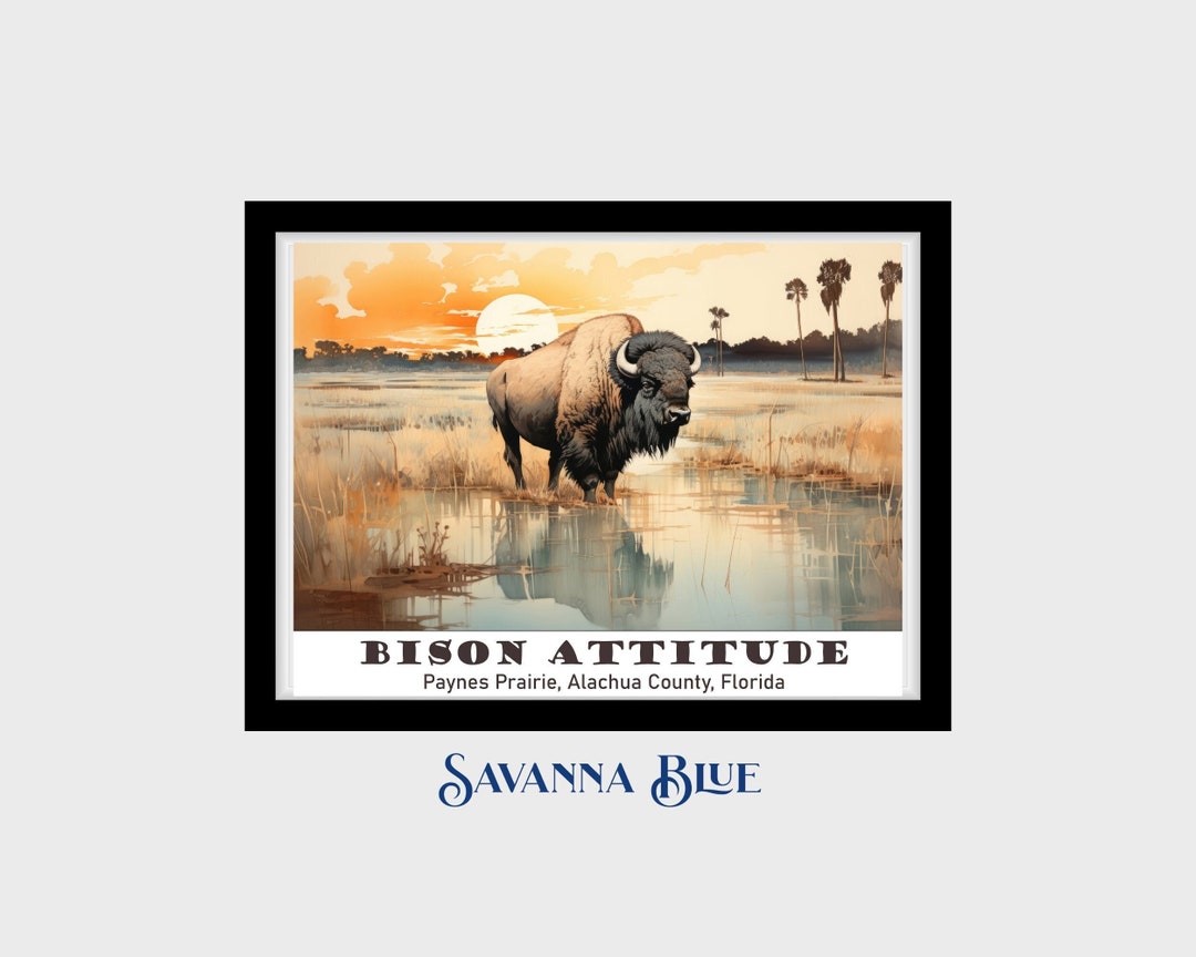 Bison Poster Art Buffalo North Central Florida Paynes Prairie Sunset ...