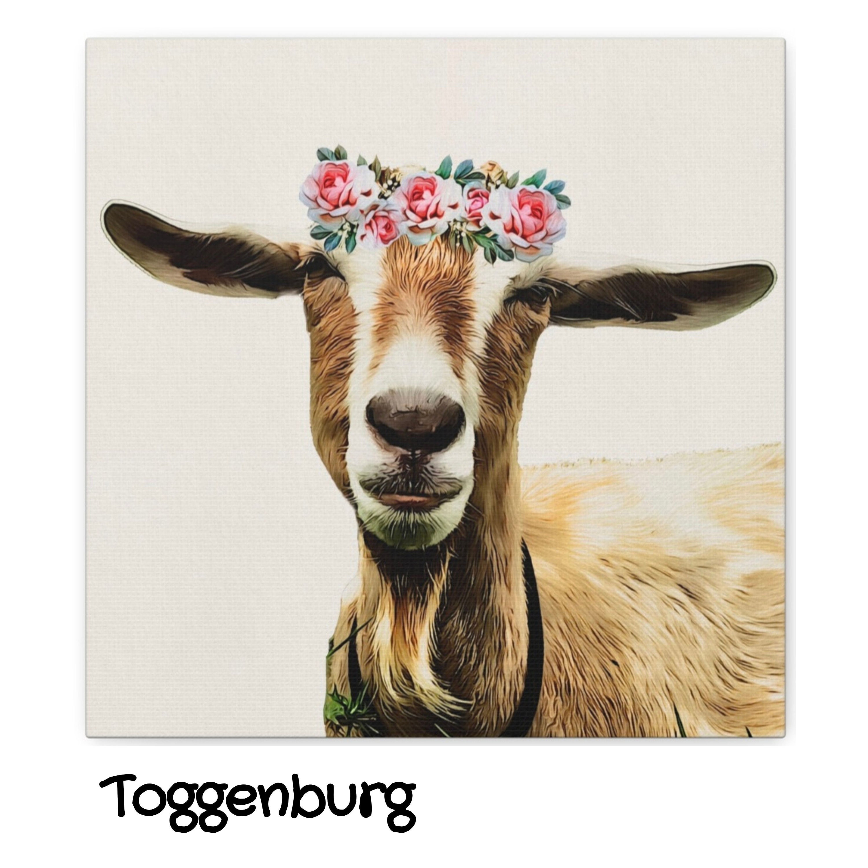 Cute Goat Picture, Alpine Goat, Angora Goat, Boer Goat, Toggenburg Goat ...