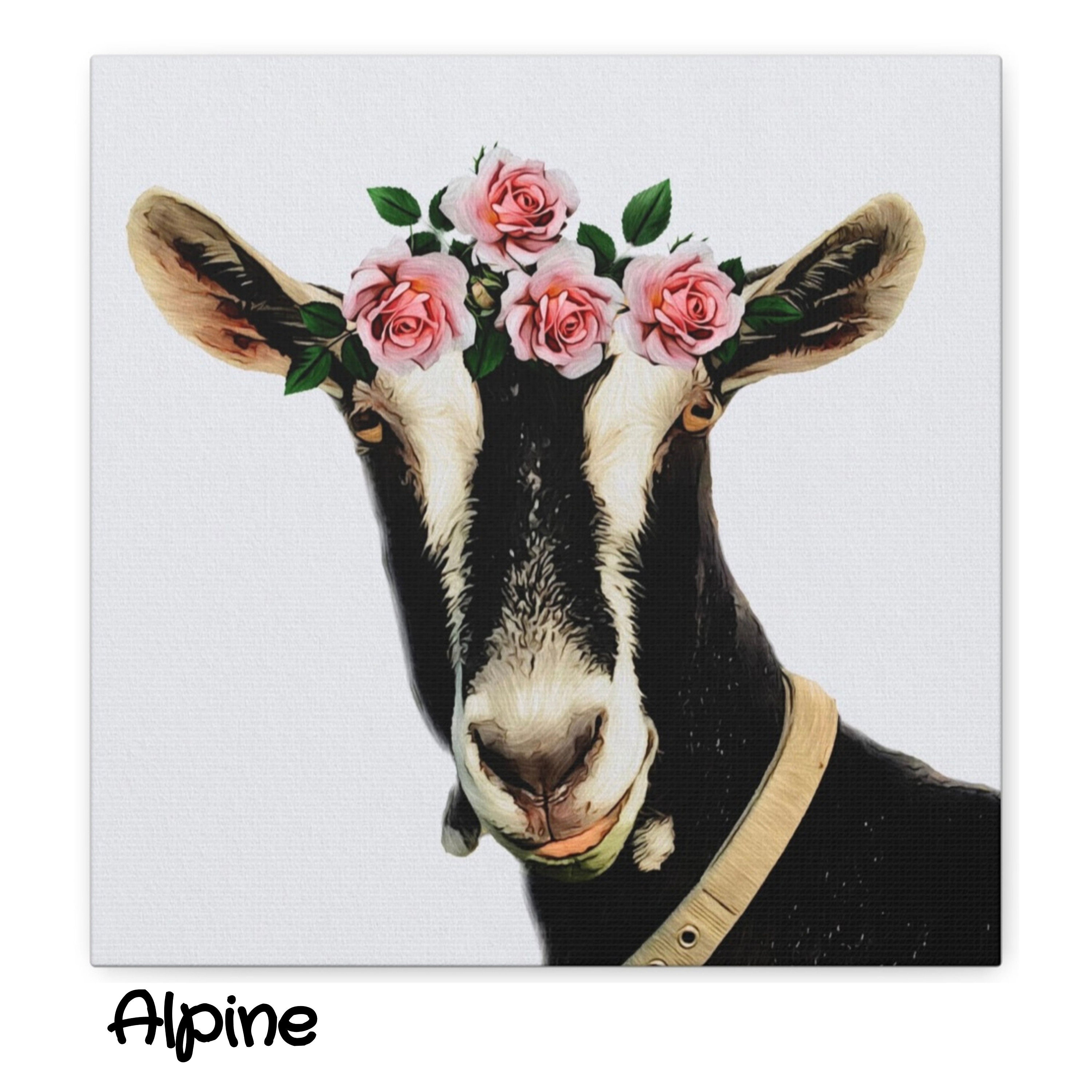 Cute Goat Picture, Alpine Goat, Angora Goat, Boer Goat, Toggenburg Goat ...