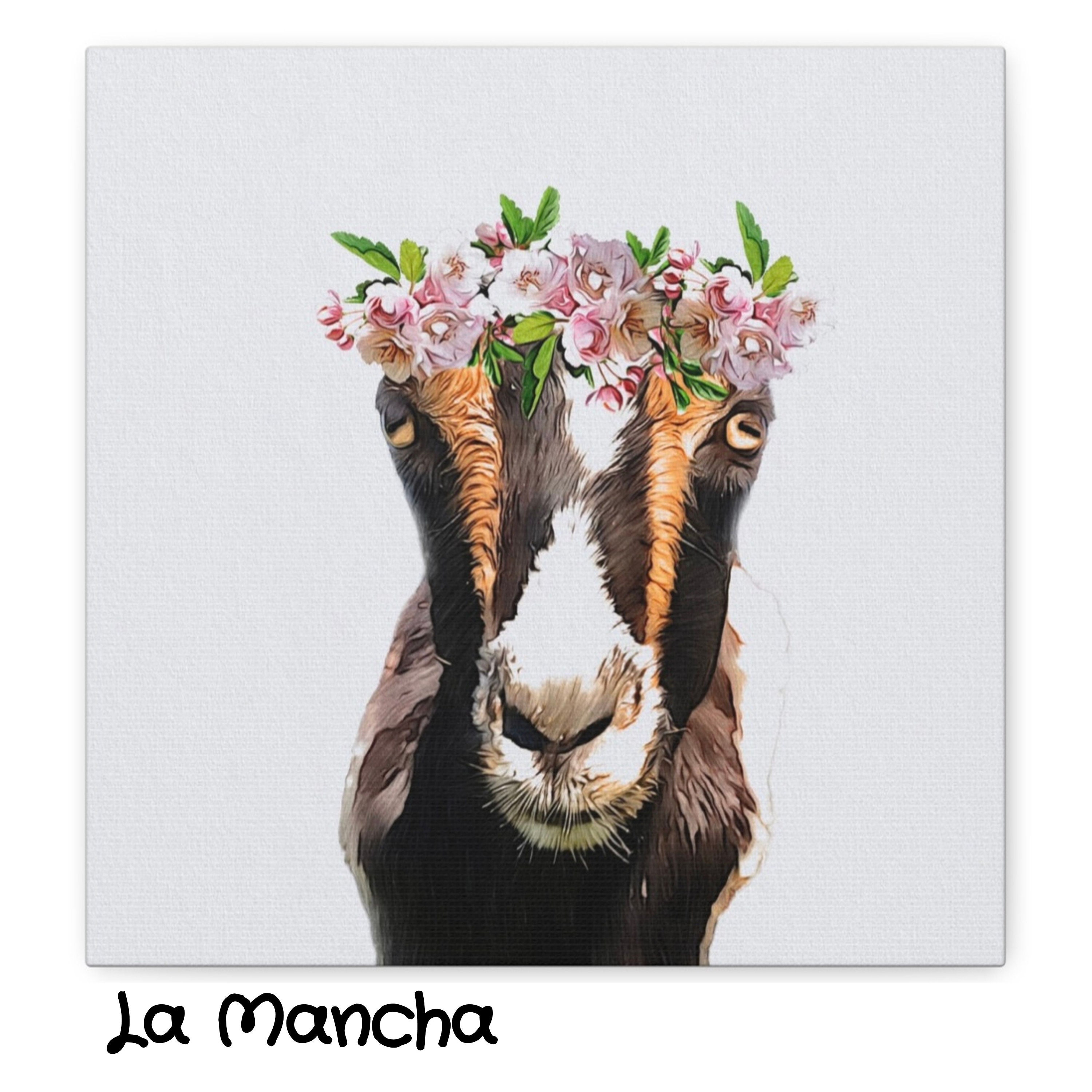 Cute Goat Picture, Alpine Goat, Angora Goat, Boer Goat, Toggenburg Goat ...