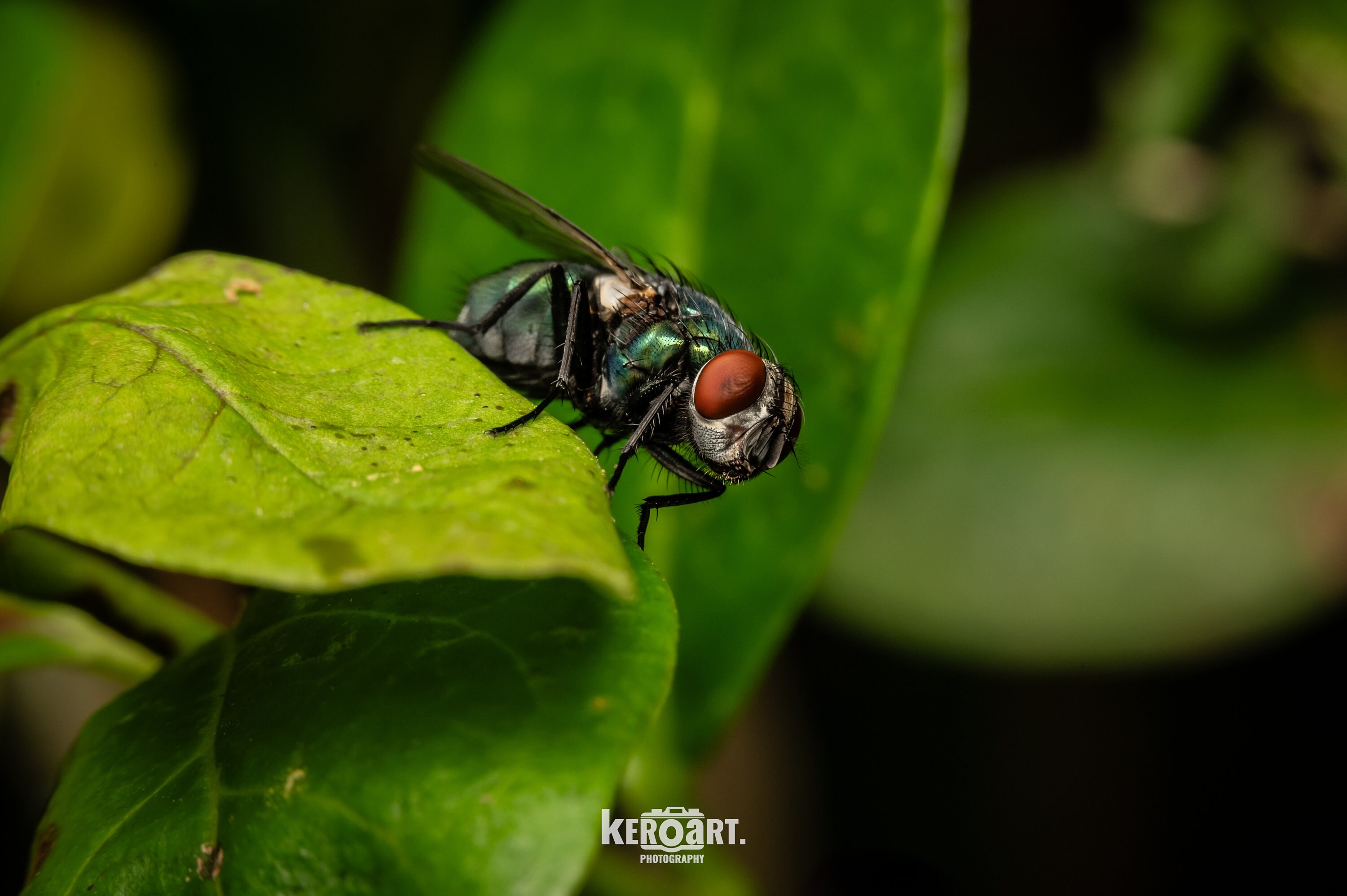 Keroart.macro diffuser STANDARD , handmade, macro diffuser - Etsy.de