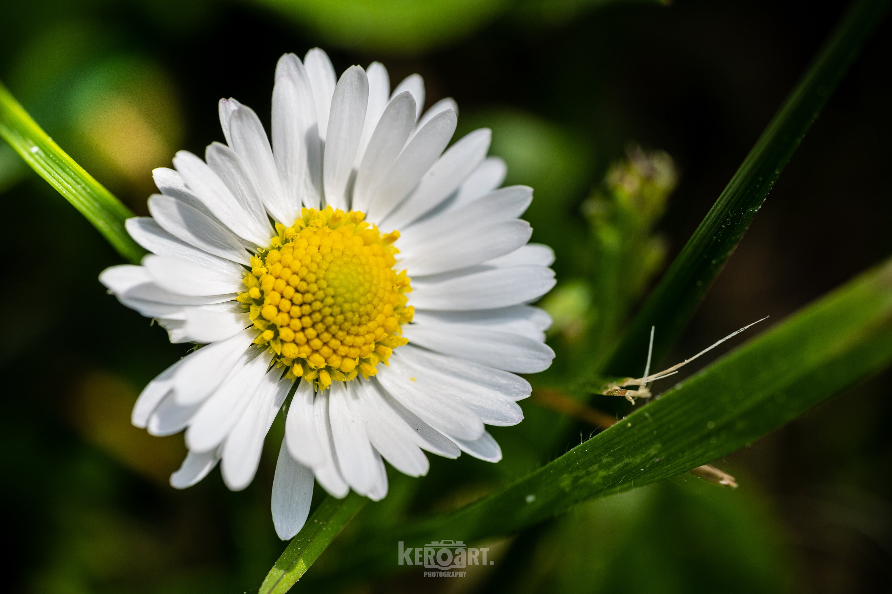 Keroart.macro diffuser STANDARD , handmade, macro diffuser - Etsy.de