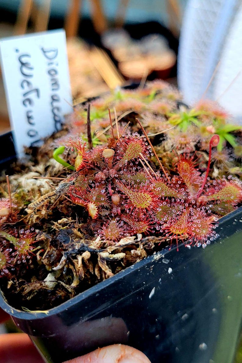 Drosera Spatulata - Miniature Carnivorous Plant - Carnivorous Plant by ...
