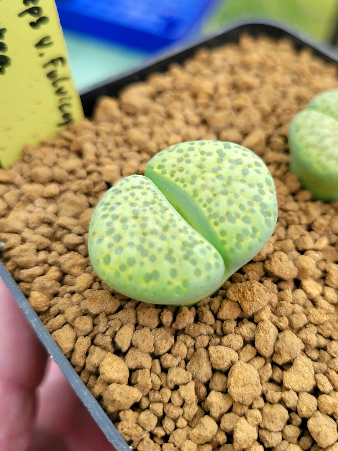 Plant-1 Lithops Fulviceps V.fulviceps Cv-aurea C221 by Ku'terre Ceramic ...