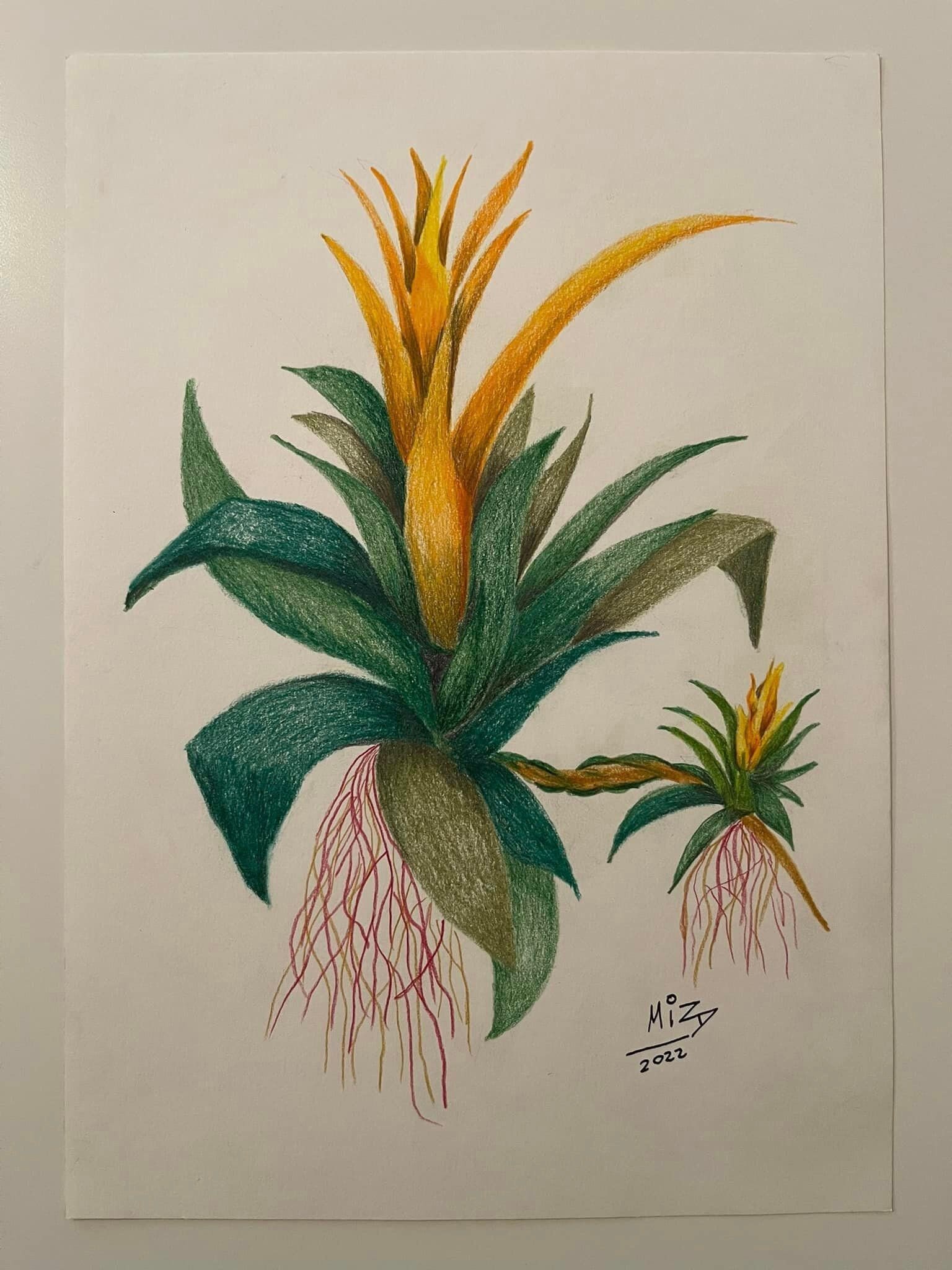Bromeliad Plant Drawing