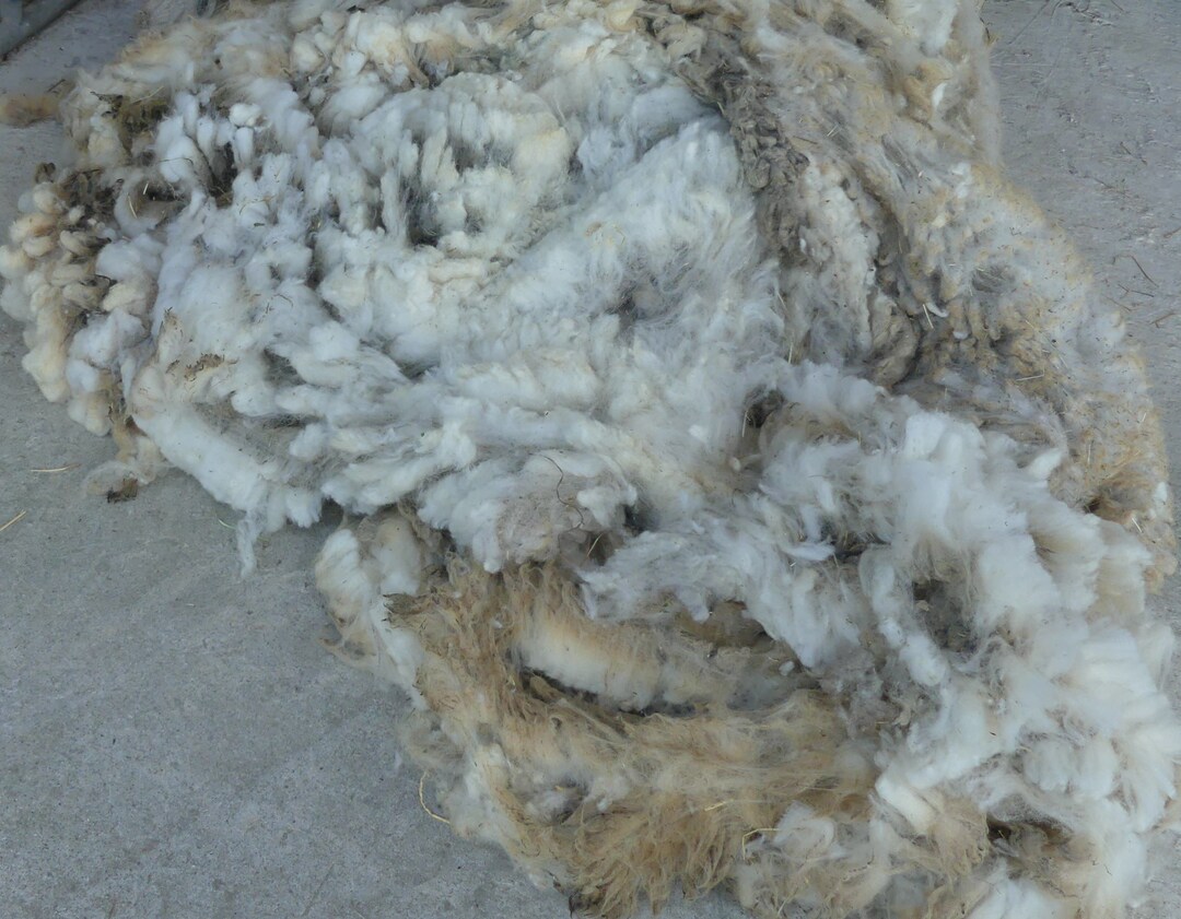 Raw Wool, Wool Fleece, Suffolk Sheep, New Wool - Etsy