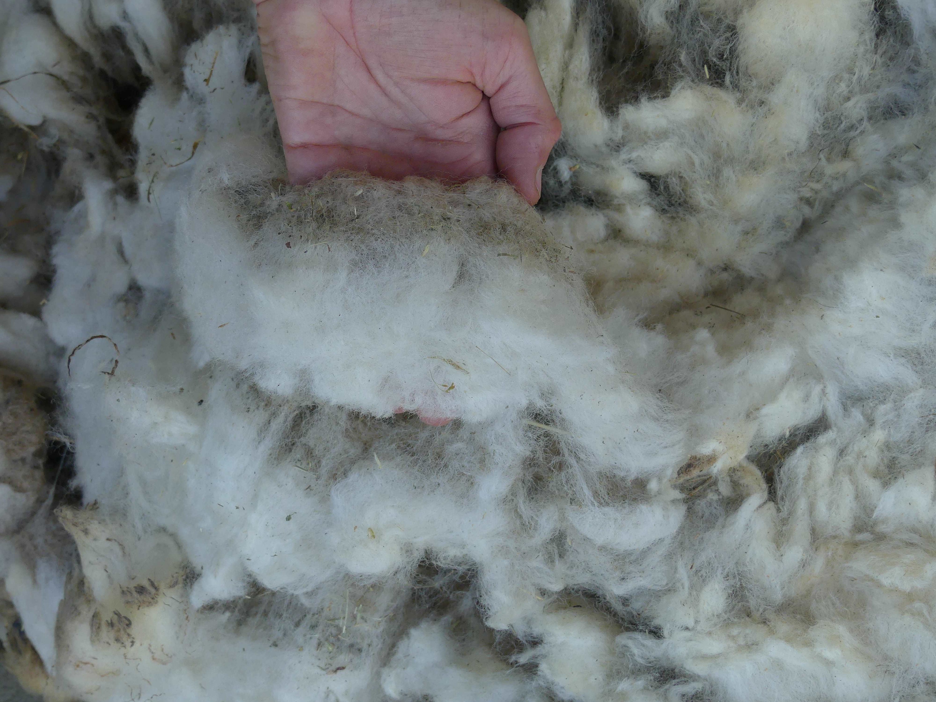 Raw Wool, Wool Fleece, Suffolk Sheep, New Wool - Etsy