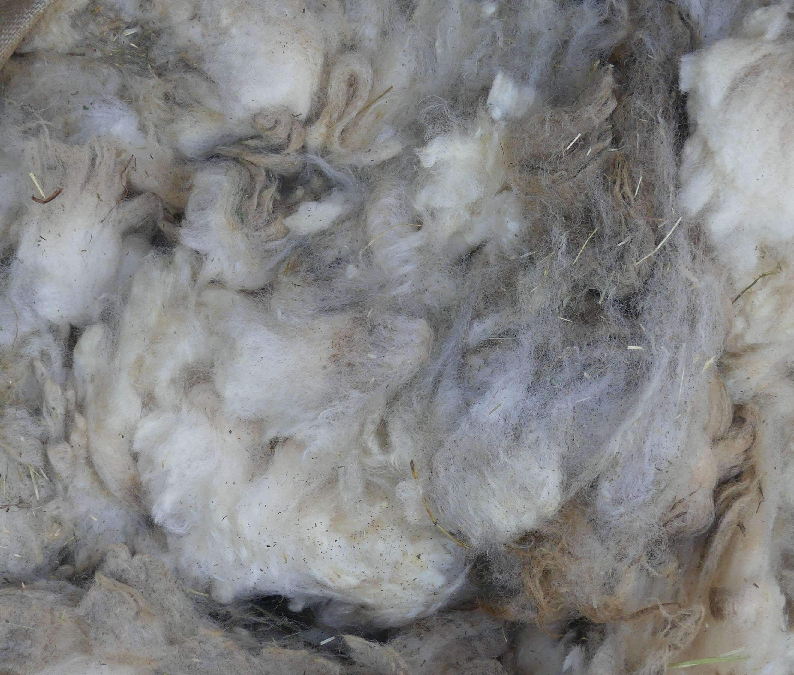 Raw Wool, Wool Fleece, Suffolk Sheep, New Wool - Etsy