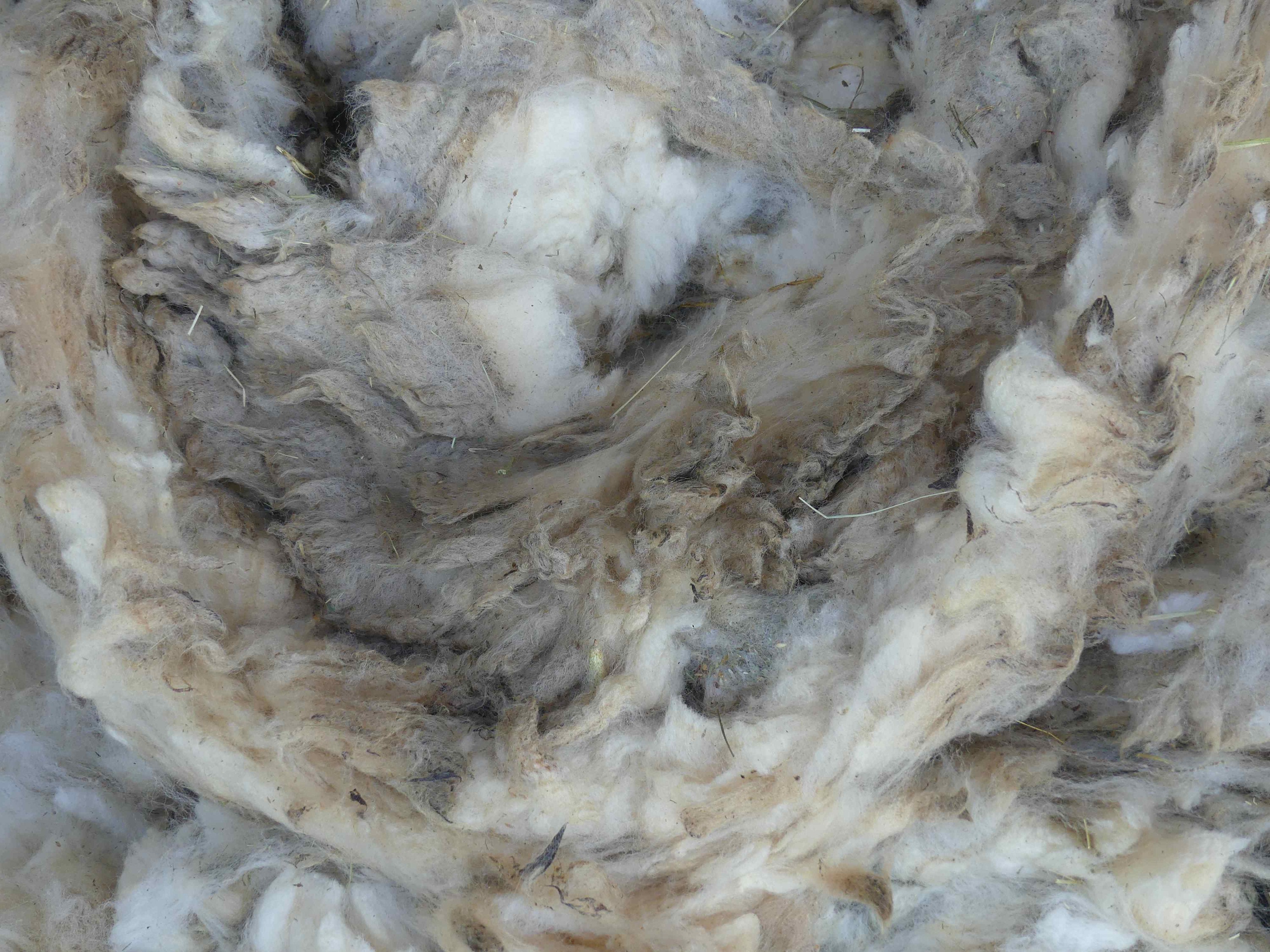 Raw Wool, Wool Fleece, Suffolk Sheep, New Wool - Etsy