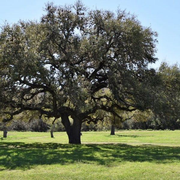 Southern Live Oak - Etsy