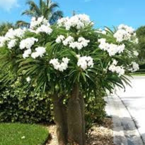 Madagascar Palm - Etsy