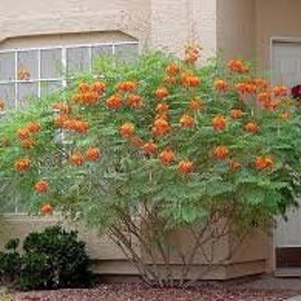 Pride of Barbados - Etsy