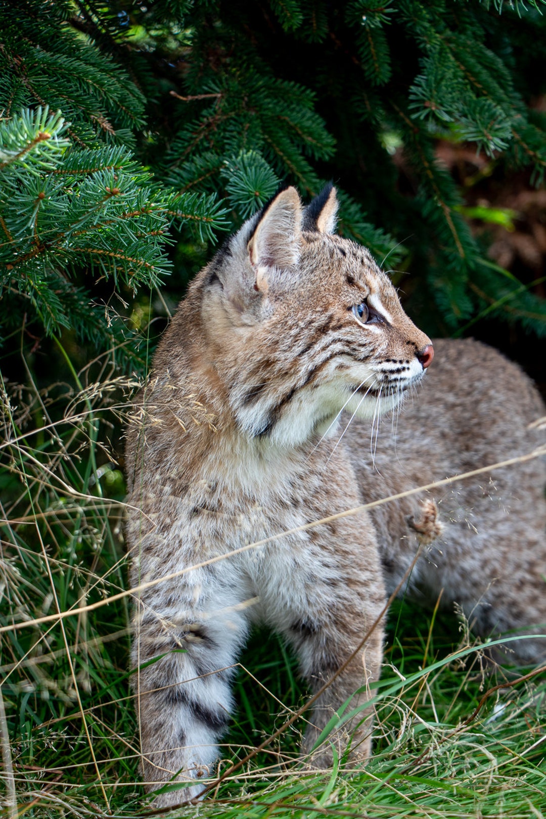 Curious Bobcat Photo Print Free Shipping - Etsy