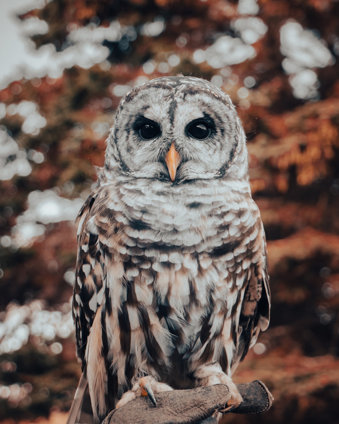 Regal Owl Photo Print Free Shipping - Etsy