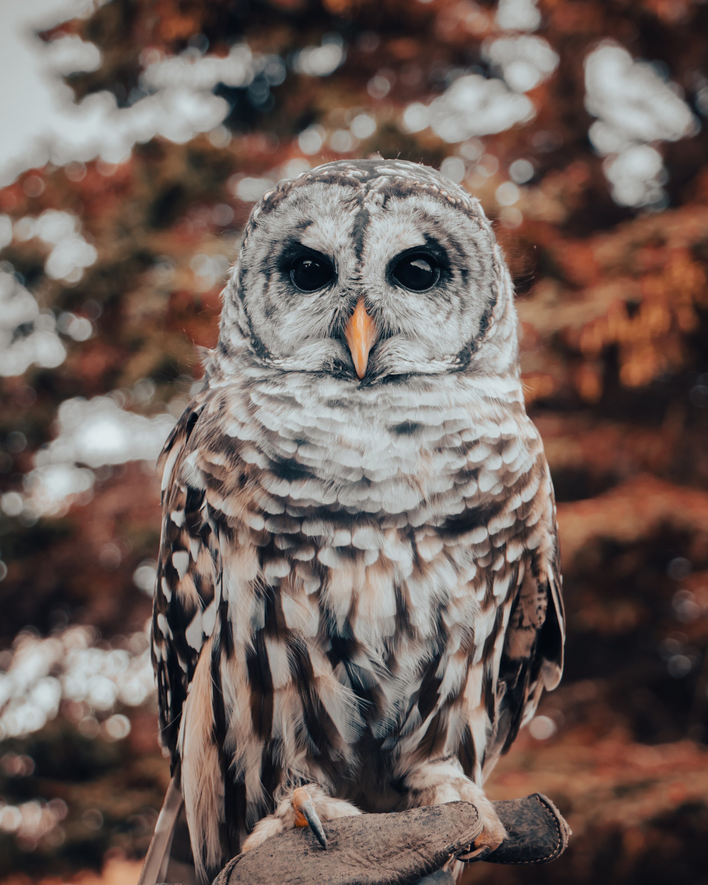 Regal Owl Photo Print Free Shipping - Etsy