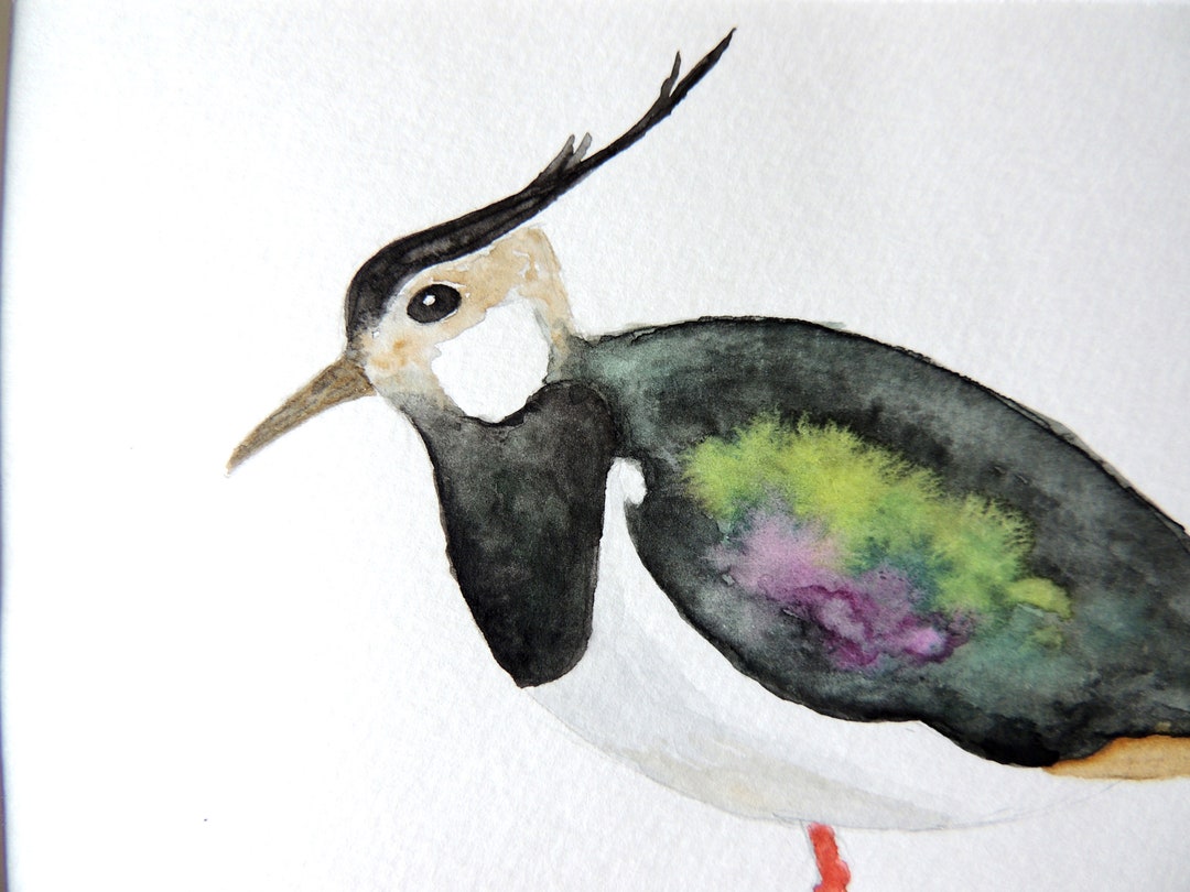 Lapwing, Original Watercolour, Bird Painting - Etsy