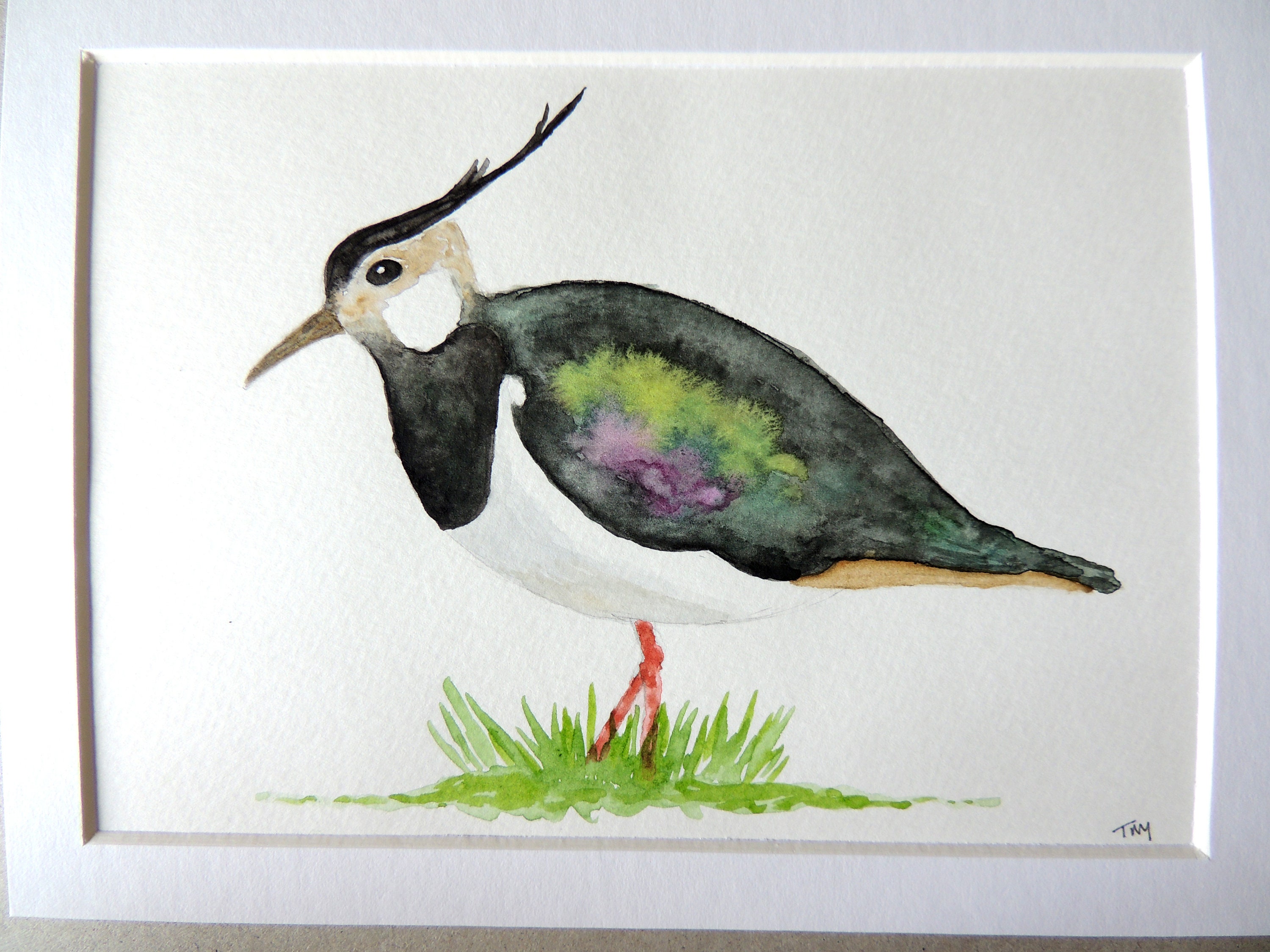 Lapwing, Original Watercolour, Bird Painting - Etsy