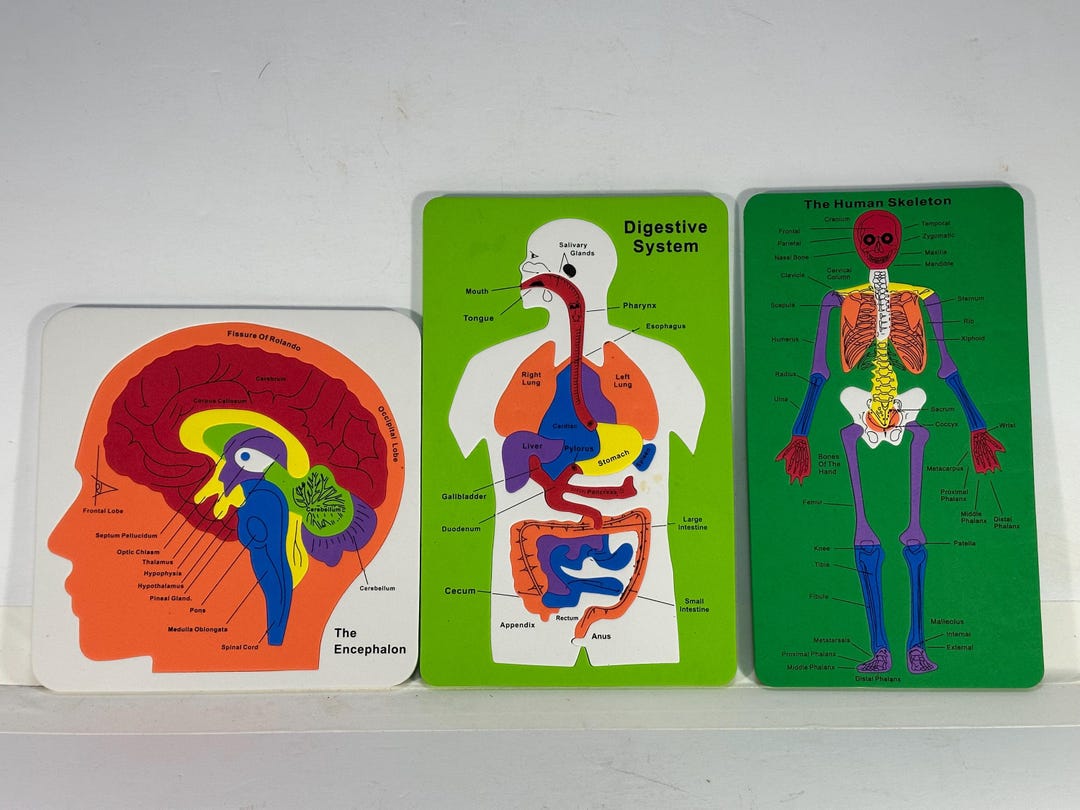Foam Human Anatomy Learning Puzzles (three) - Etsy