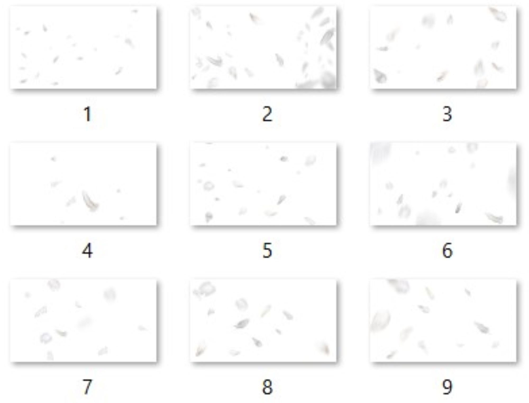 79 White Feathers Overlays, Floating Feathers, Photo Effect, Photoshop ...