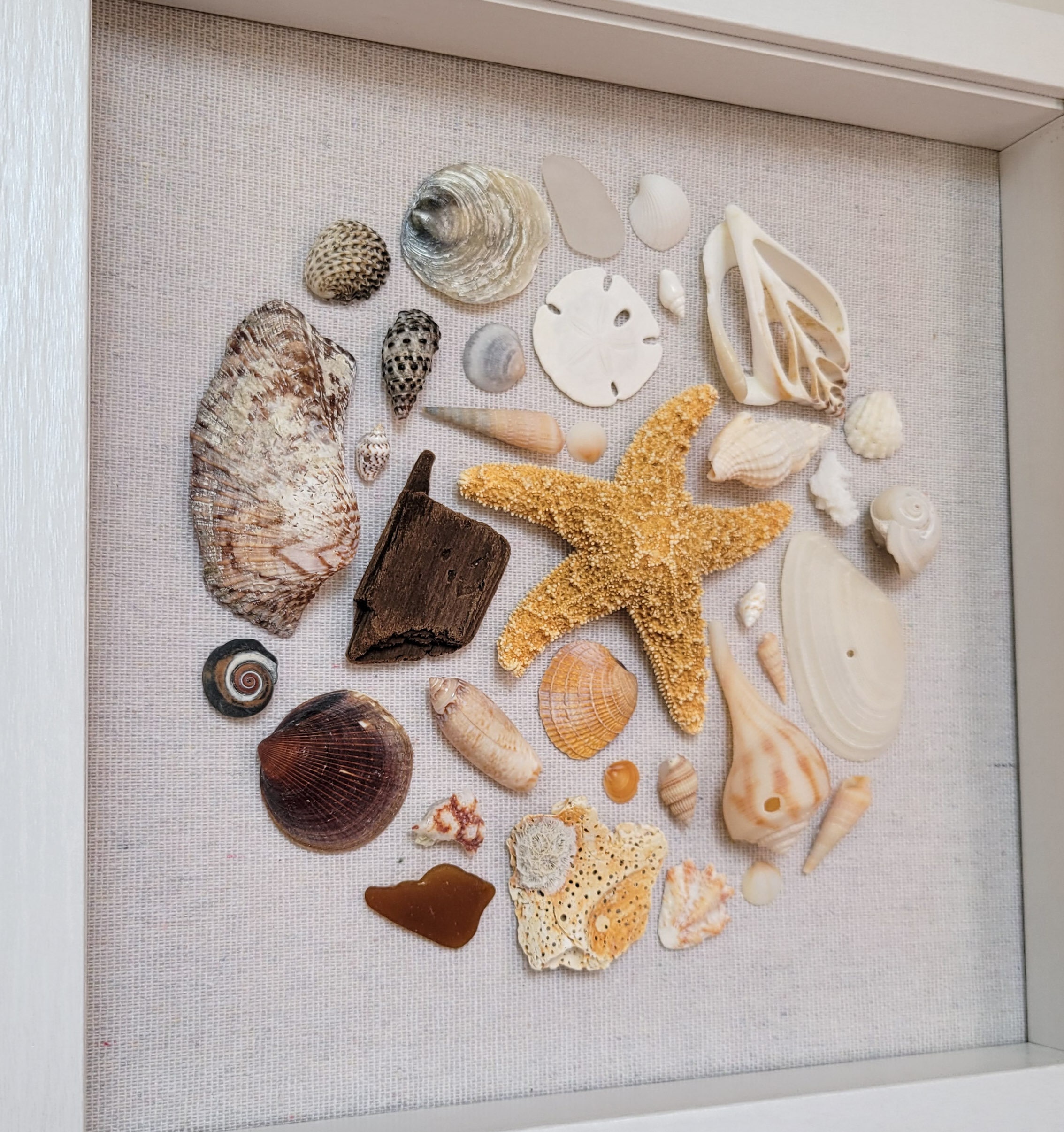 Shell Lover Gradient Shadow Box - Etsy