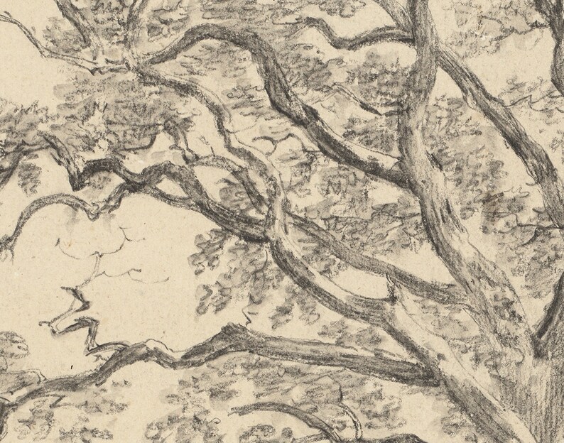 Sycamore Tree Art Print Vintage Landscape Sketch Digital Download ...