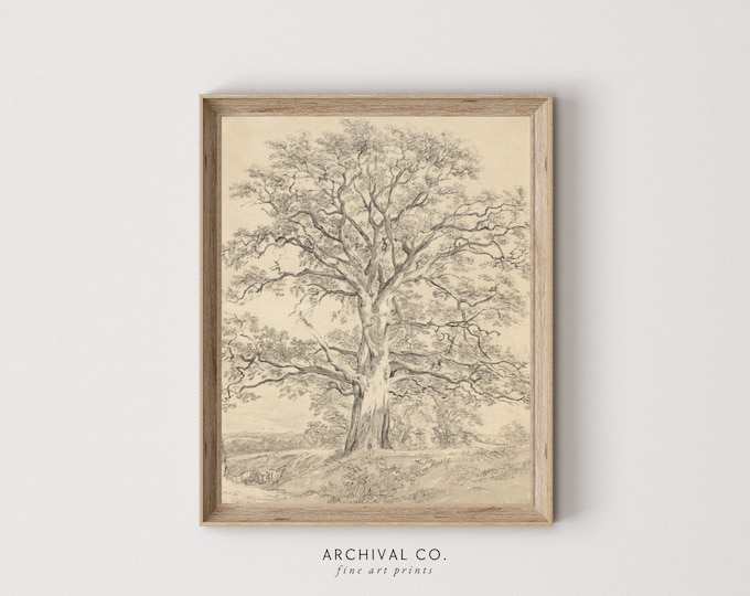 Sycamore Tree Art Print | Vintage Landscape Sketch | Digital Download ...