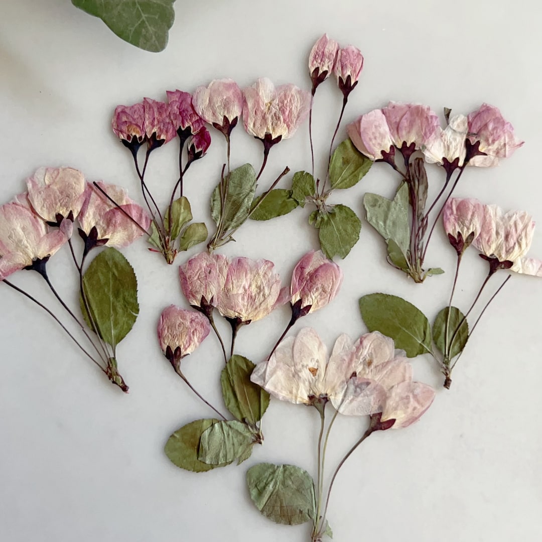 12 Pcs/pack, Pressed Flowers,pink Cherry Blossom Bud Real Pressed Dry ...