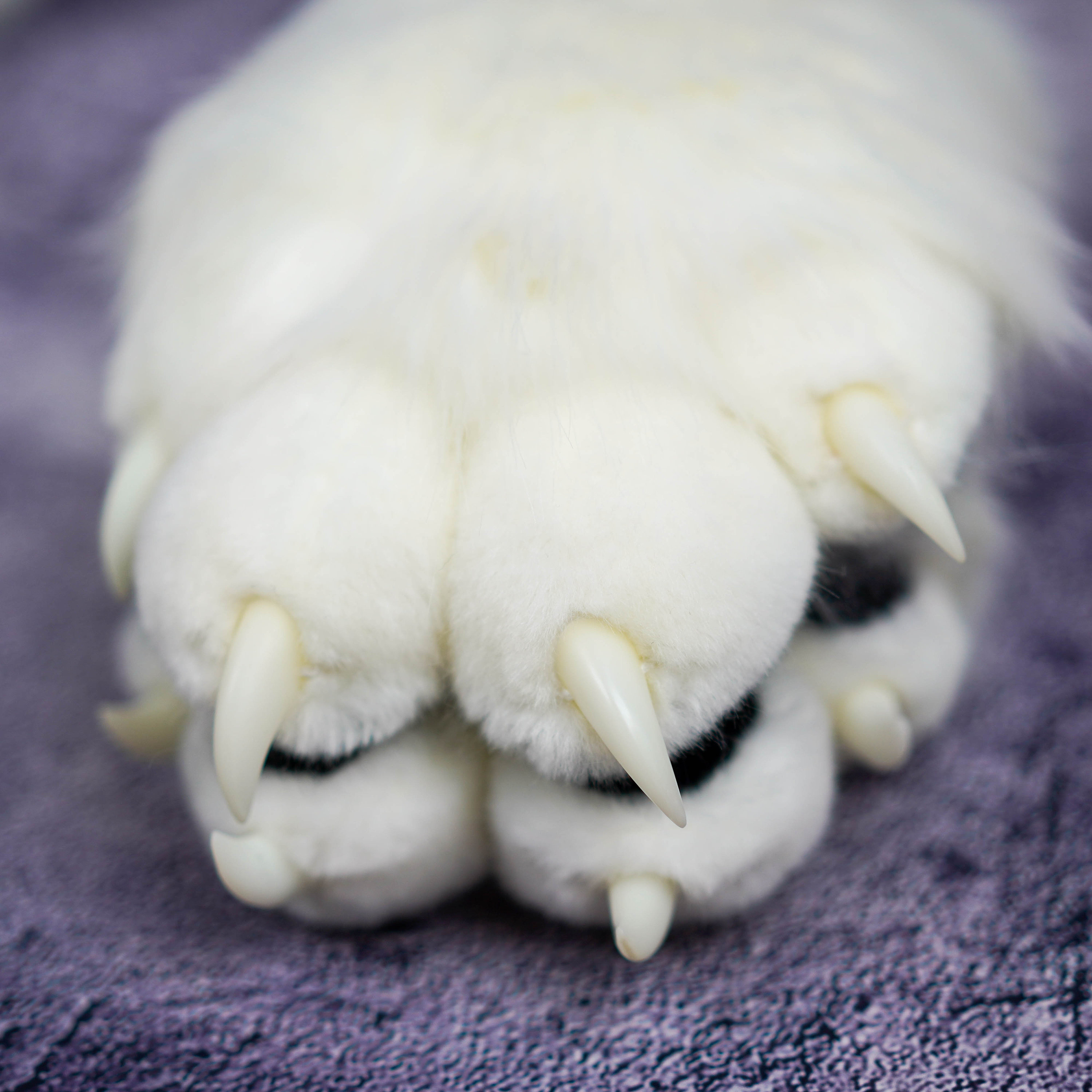 White Furry Paws With Black Meat Pads, Fursuit Paws, Custom Cat Fursuit ...