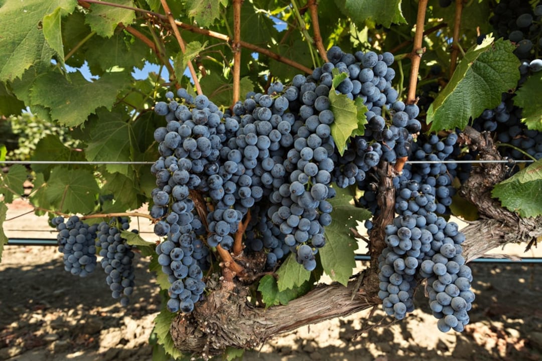 Grape Vine Malbec for Making Wine or Landscaping Grafted Onto Resistant ...