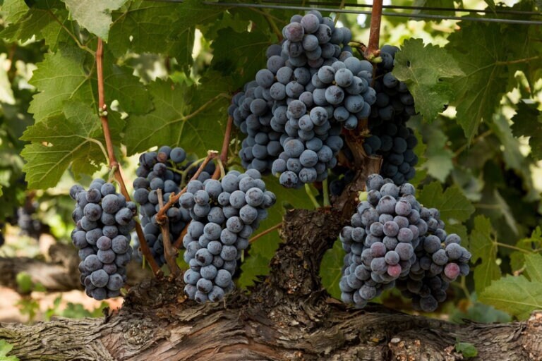 Grape Vine Cabernet Franc for Making Wine or Landscaping - Etsy