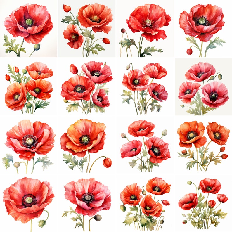 Watercolor Poppy Flower Clip Art 50 Bundle - Etsy