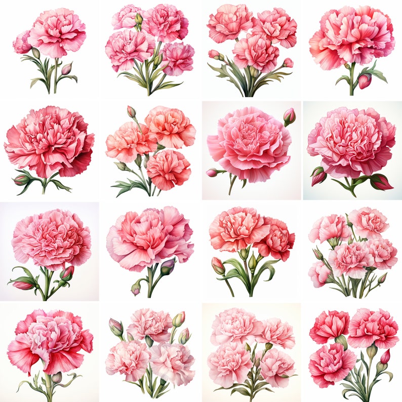 Watercolor Carnation Flower Clip Art 50 Bundle - Etsy