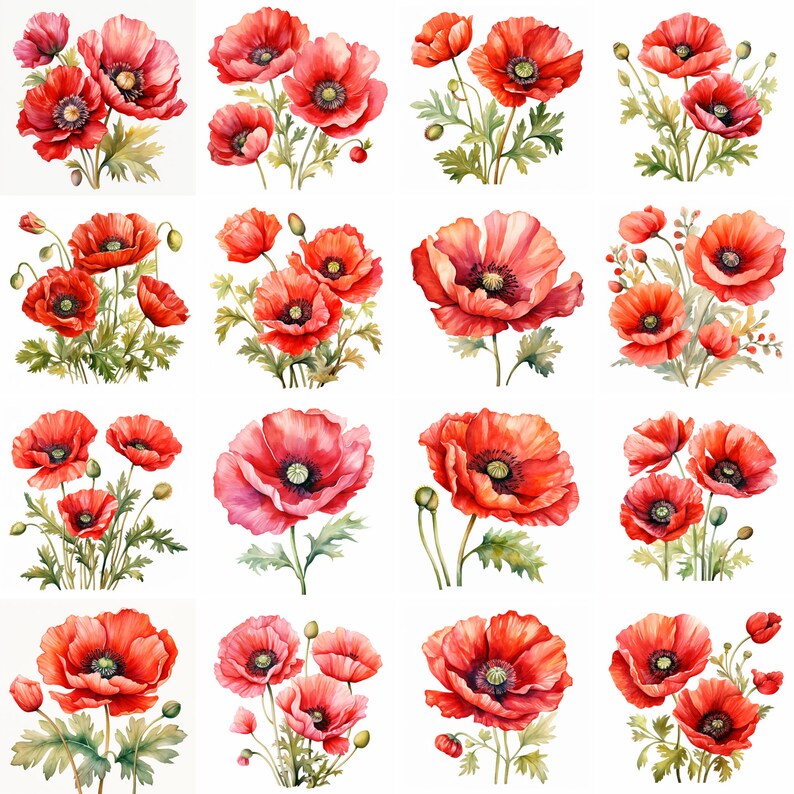 Watercolor Poppy Flower Clip Art 50 Bundle - Etsy
