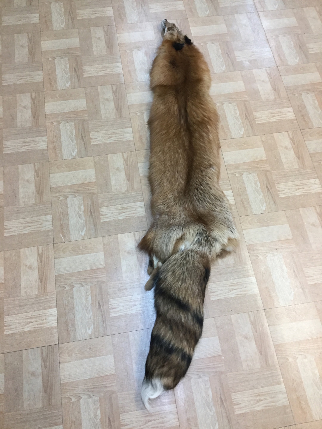 Tanned GOLD Fox Fur Pelt Hide Skin Craft Regalia Cosplay LARP Viking ...