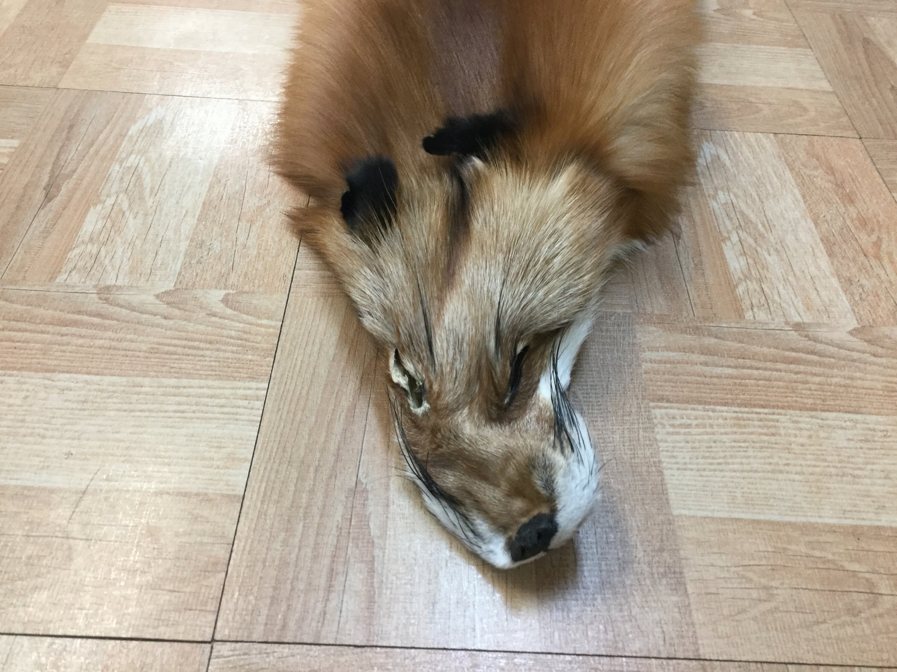 Tanned GOLD Fox Fur Pelt Hide Skin Craft Regalia Cosplay LARP Viking ...