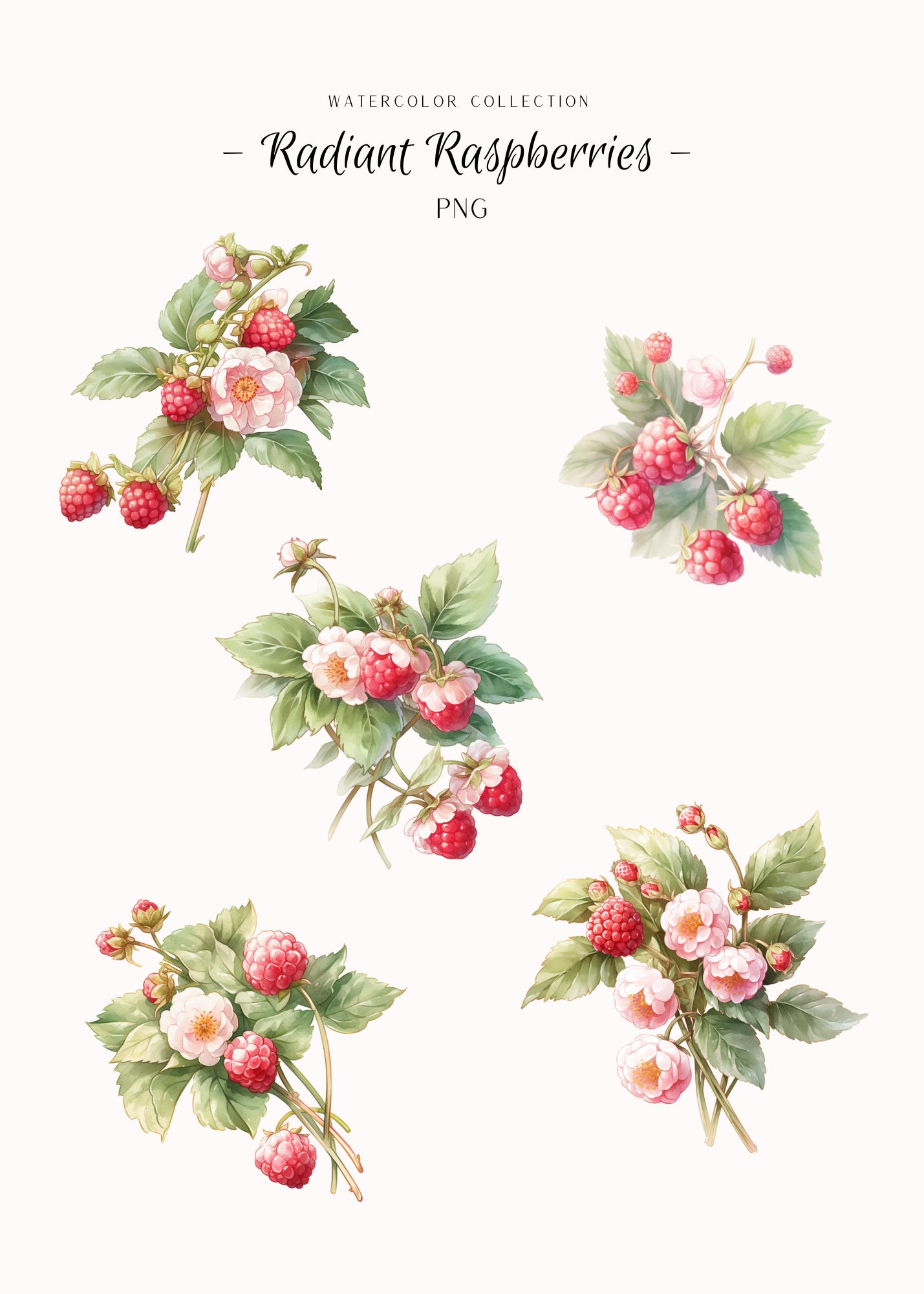 Watercolor Clipart - Radiant Raspberries - Card Clip Art - Instant ...