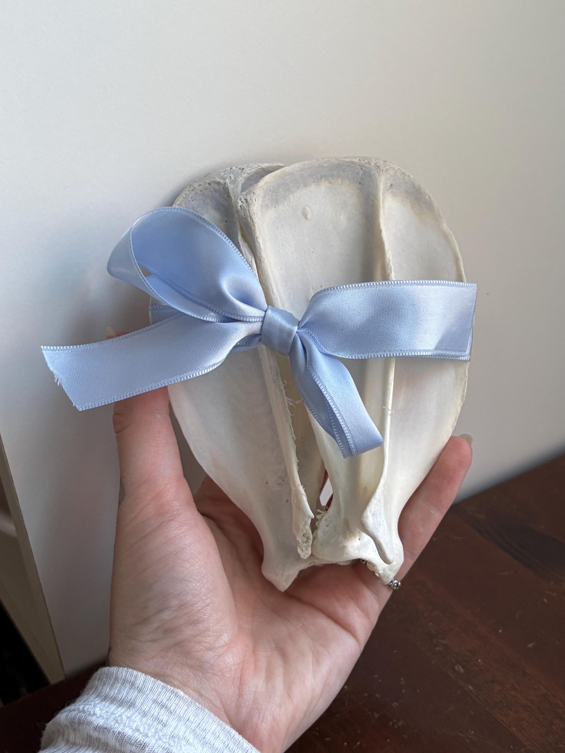 Scapula Set - Etsy