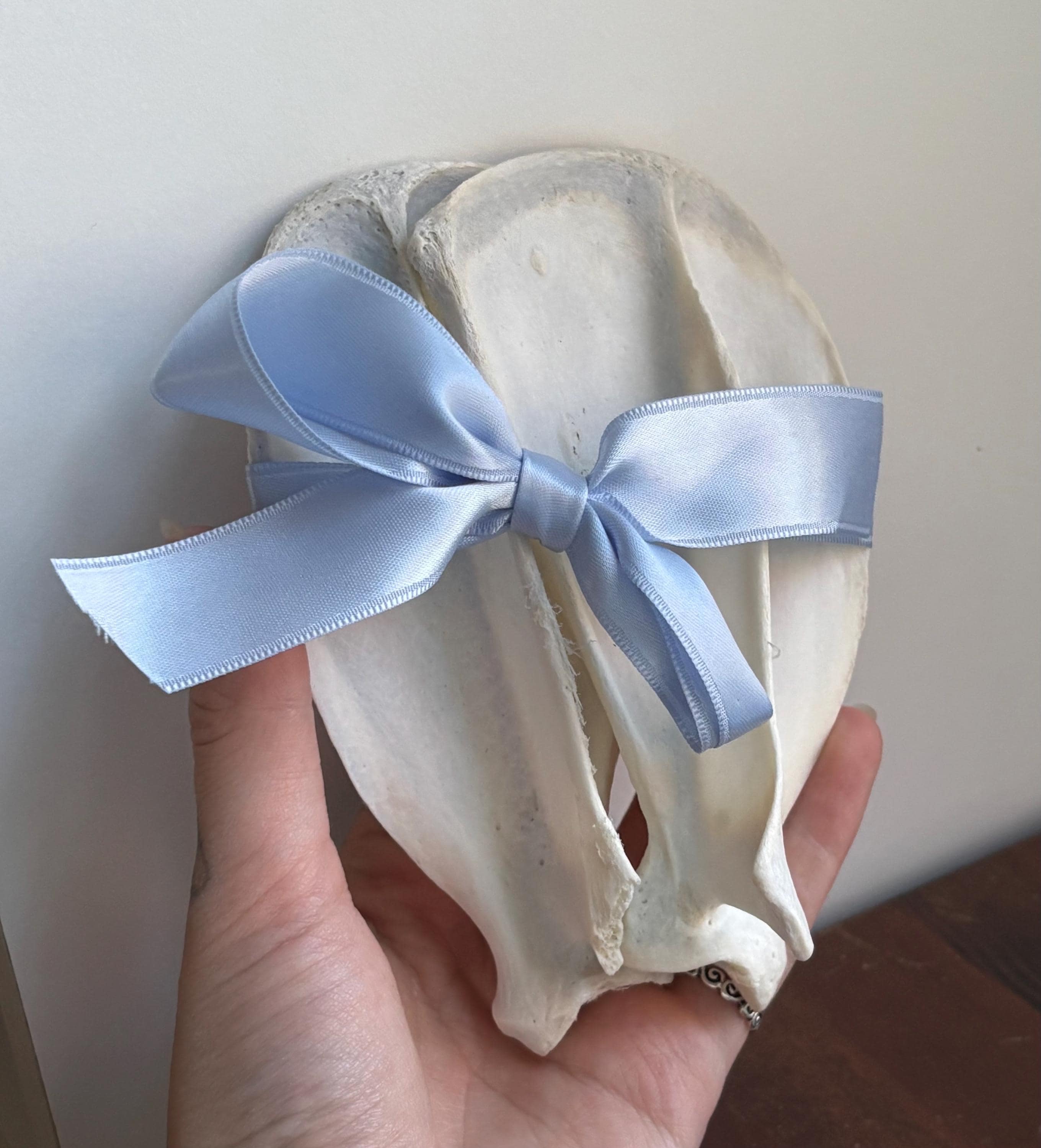 Scapula Set - Etsy