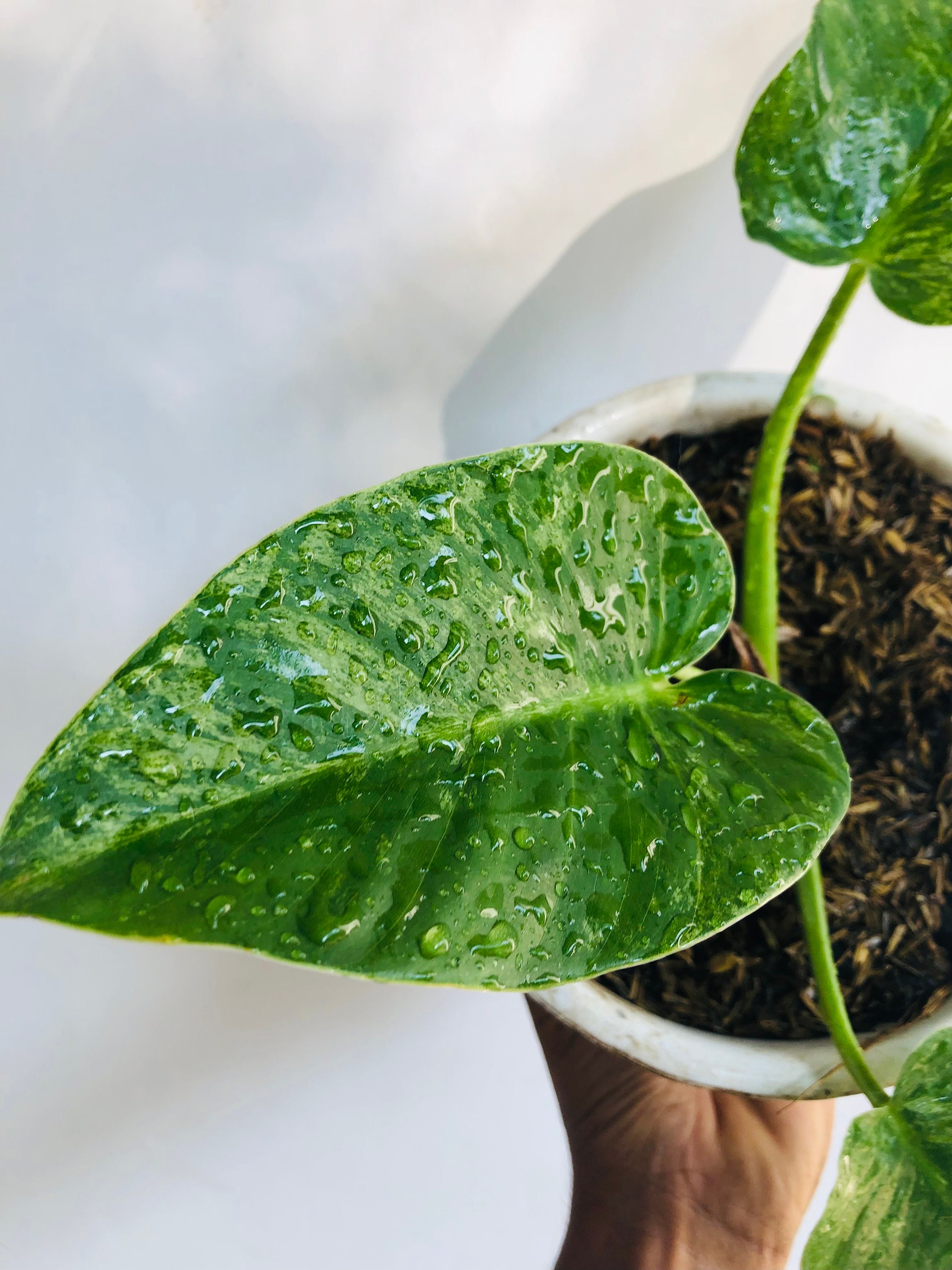 Real Pict Philodendron Marble Queen Varigated Perfect Root - Etsy