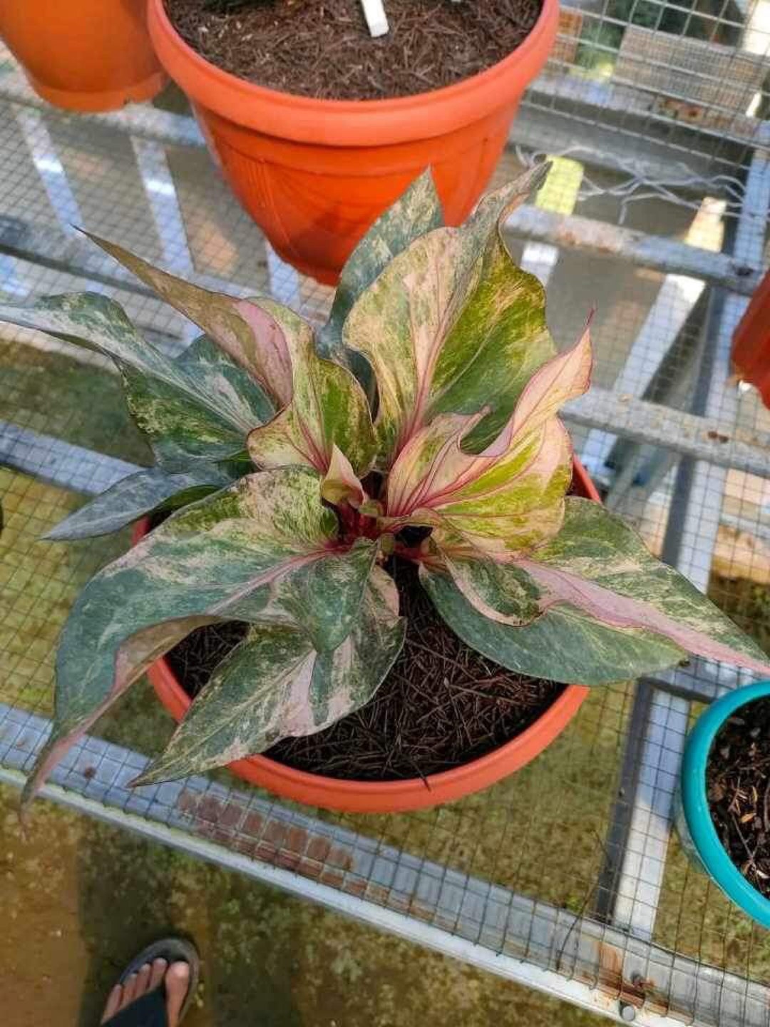 Real Pict Anthurium Red Obor Perfect Root Free Phyto Ship by - Etsy