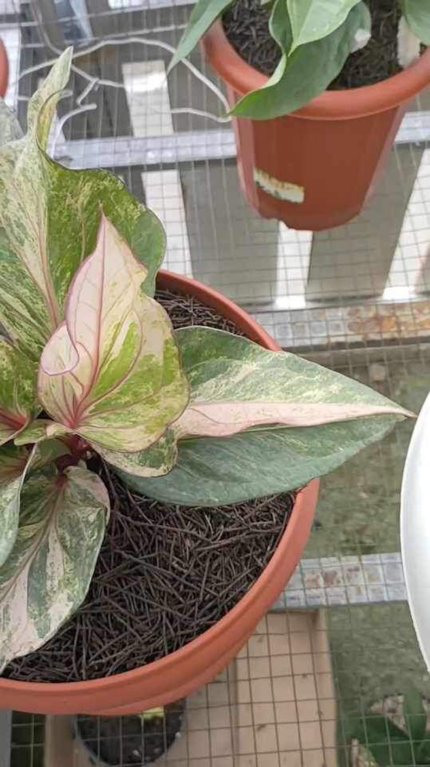 Real Pict Anthurium Red Obor Perfect Root Free Phyto Ship by - Etsy