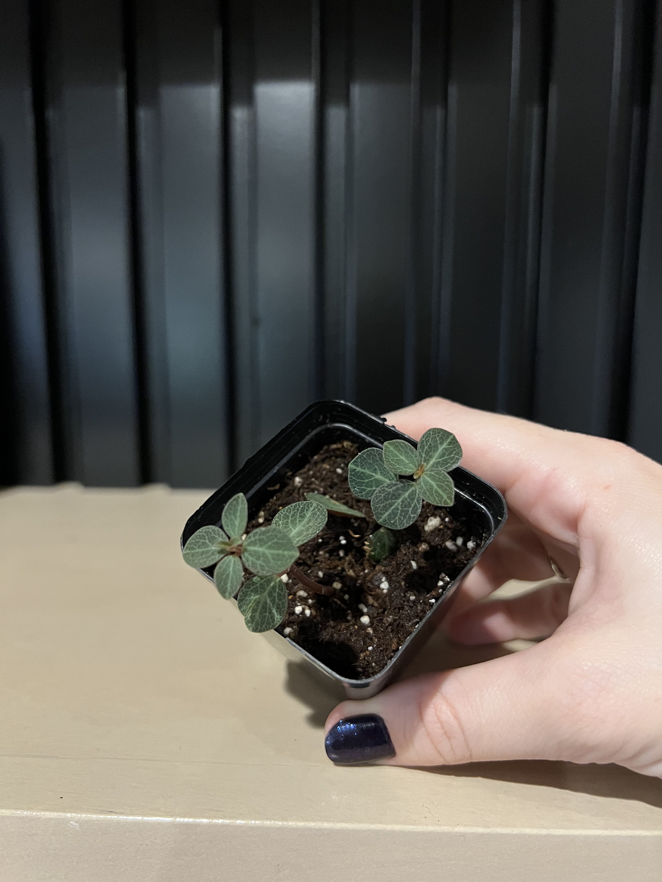 Red Log Plant peperomia Verticillata Live Starter House Plant - Etsy